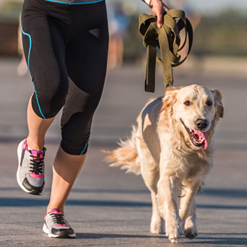 Run - Siesta Key Dog